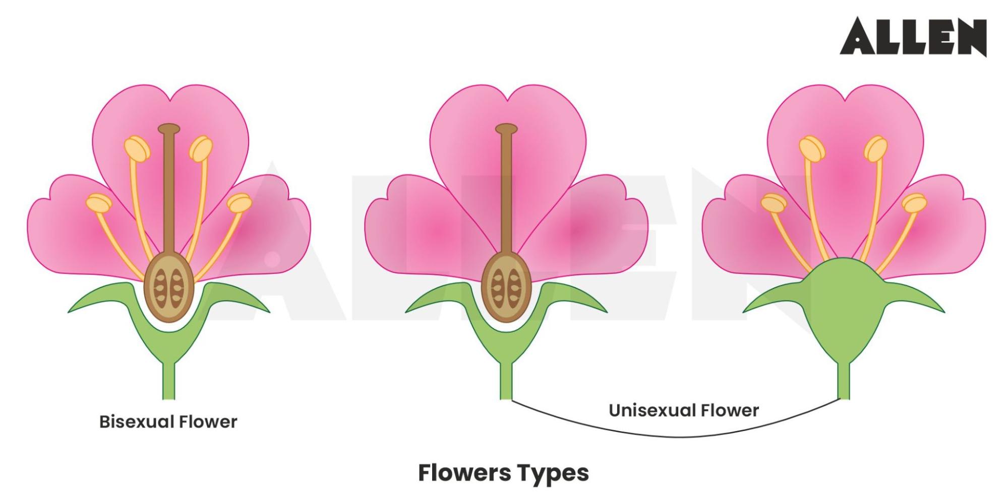 CBSE Notes For Class 7 Science Chapter 8 Reproduction In Plants CBSE Notes For Class 7 Science Chapter 8 Reproduction In Plants